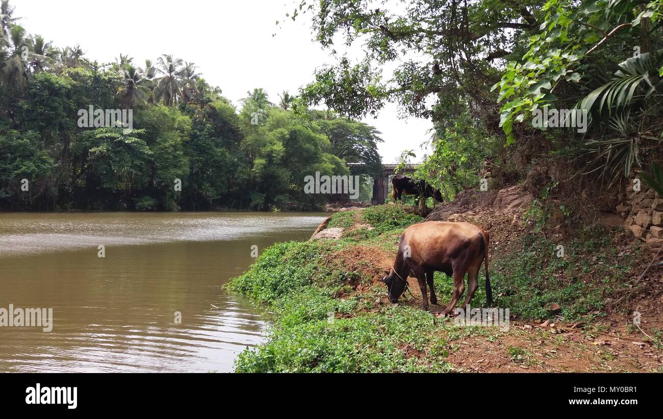 Killi river of kerala hi-res stock photography and images - Alamy