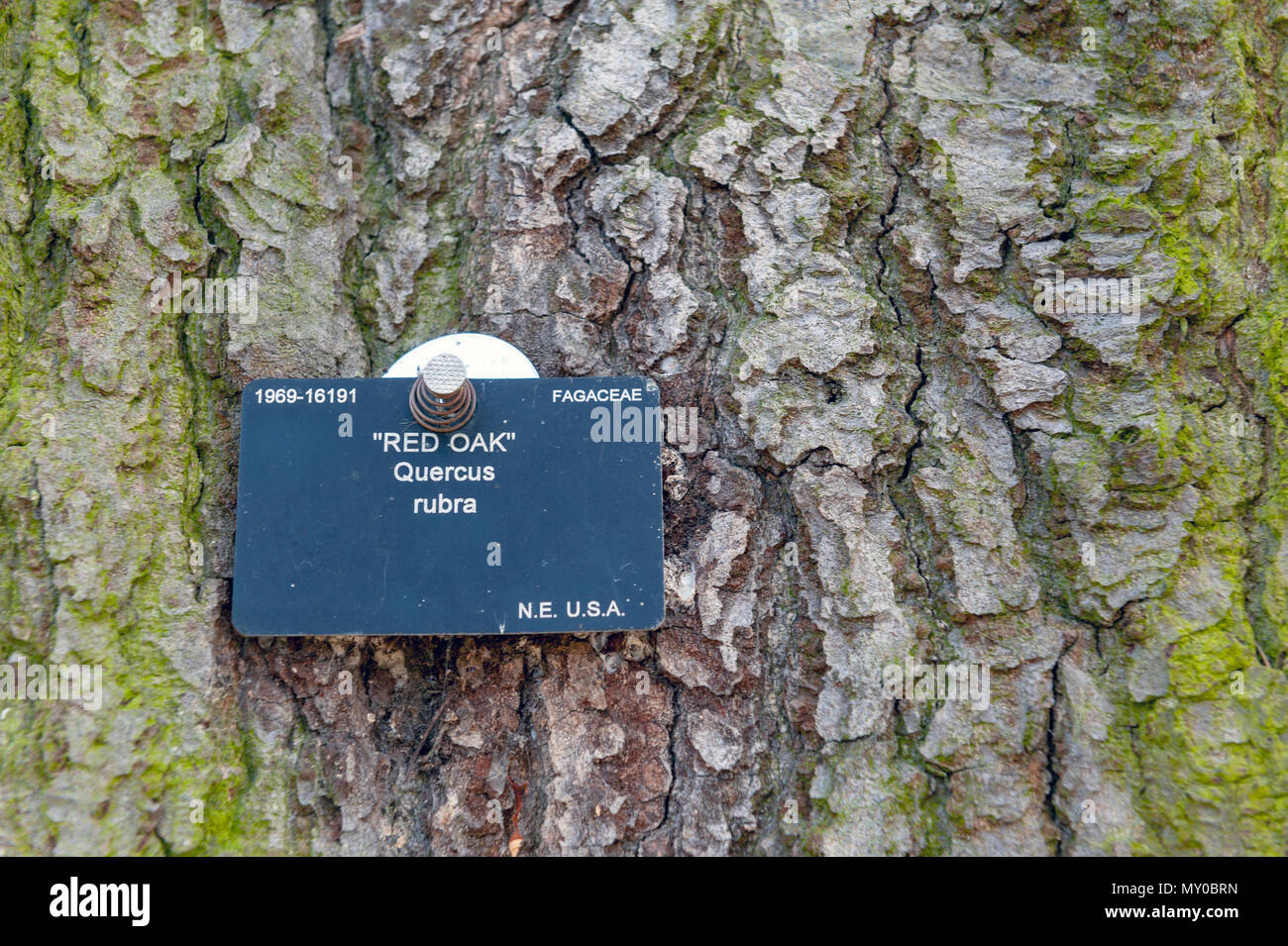 London, UK - April 2018: Big red oak or or champion oak (Quercus rubra ...