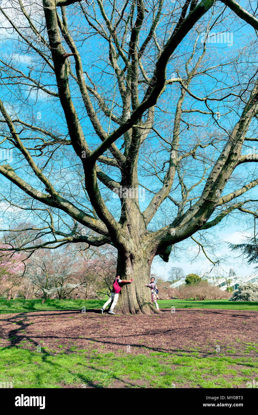 London, UK - April 2018: Big red oak or or champion oak (Quercus rubra ...