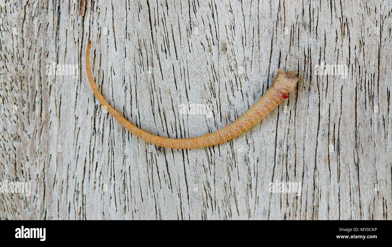 Lizard tail loss on wood background Stock Photo - Alamy