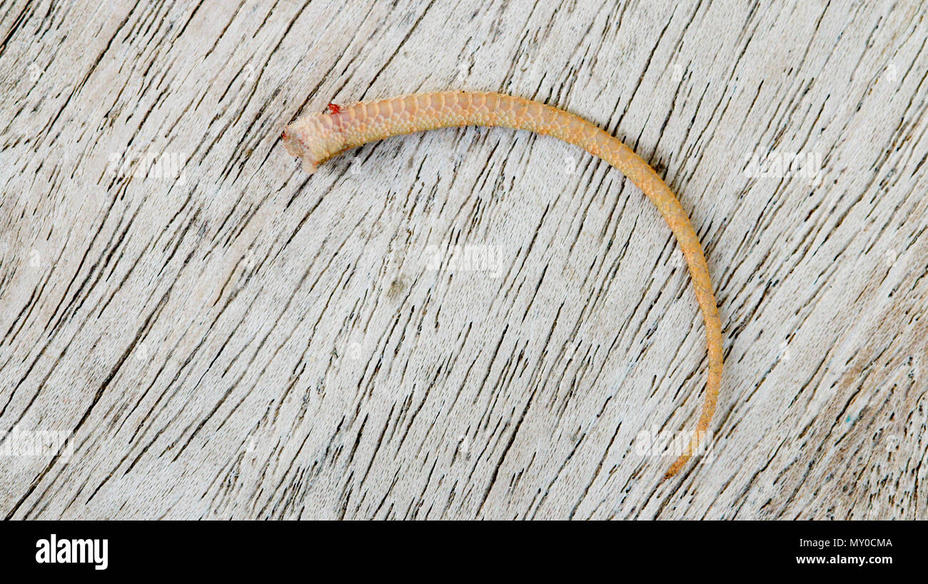 Loss and regeneration hi-res stock photography and images - Alamy