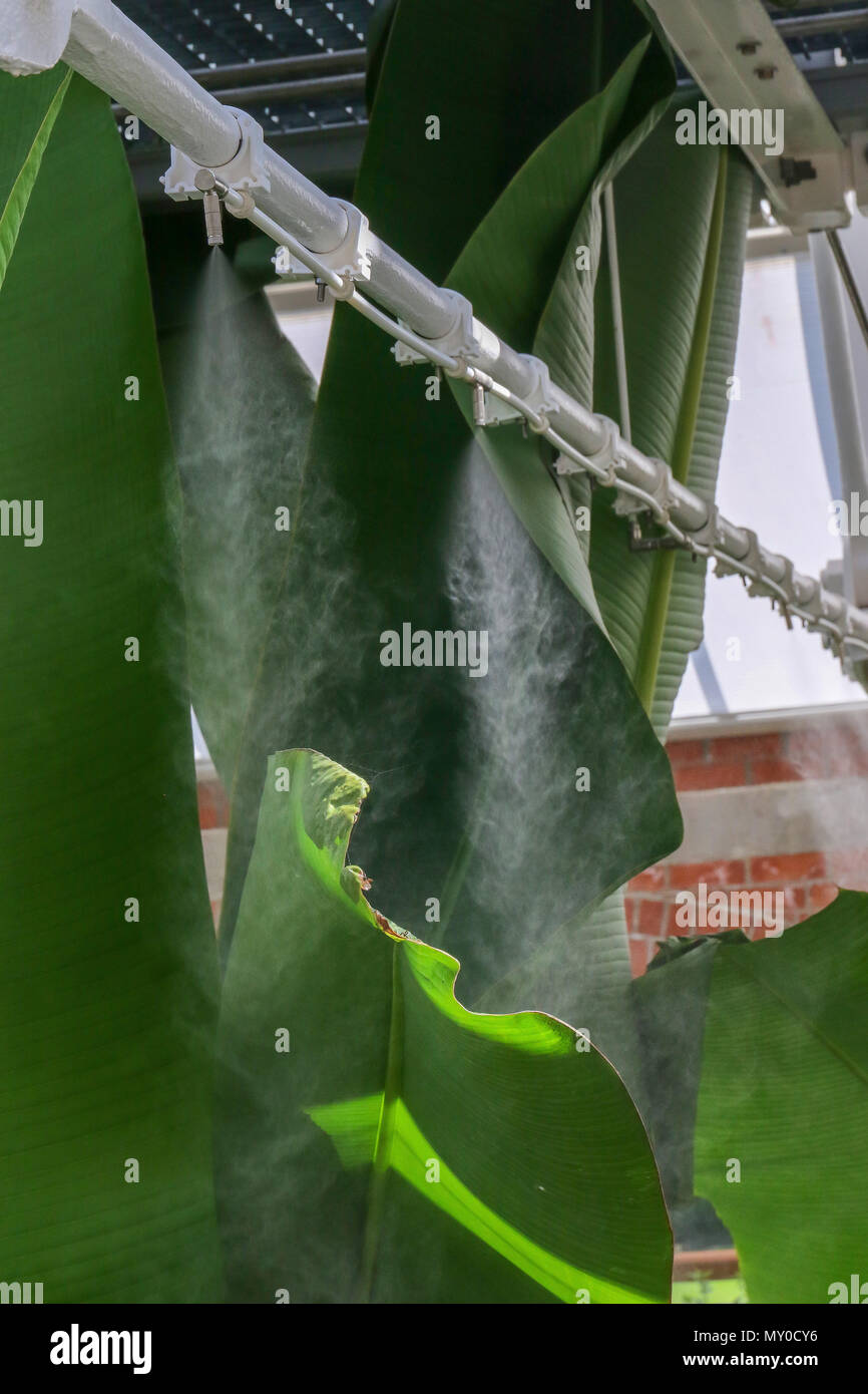 Plant misting system hi-res stock photography and images - Alamy