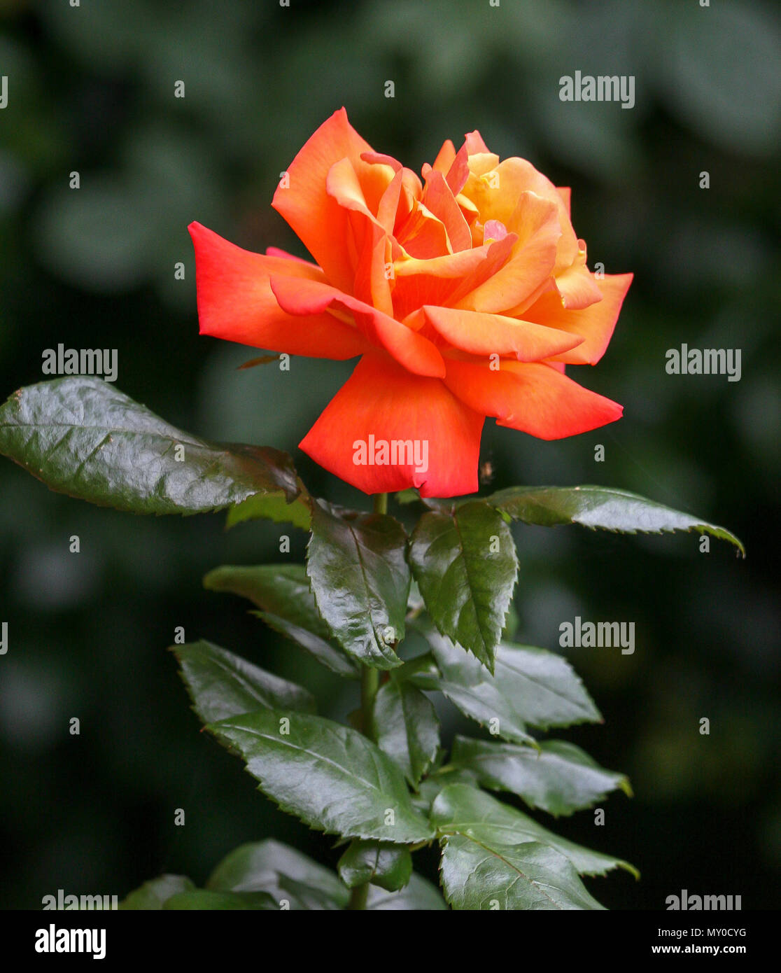 Cocamber hi-res stock photography and images - Alamy