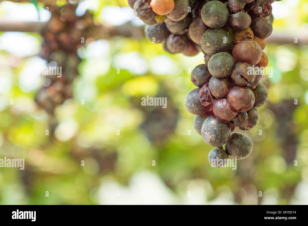 Rotten grapes vine hi-res stock photography and images - Alamy