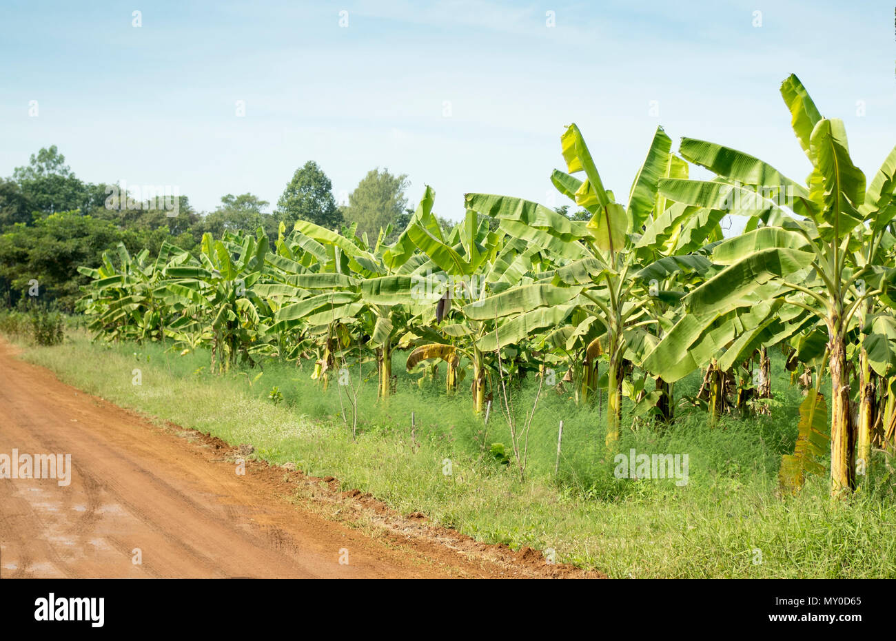 Banana plantations, farm field Stock Photo - Alamy