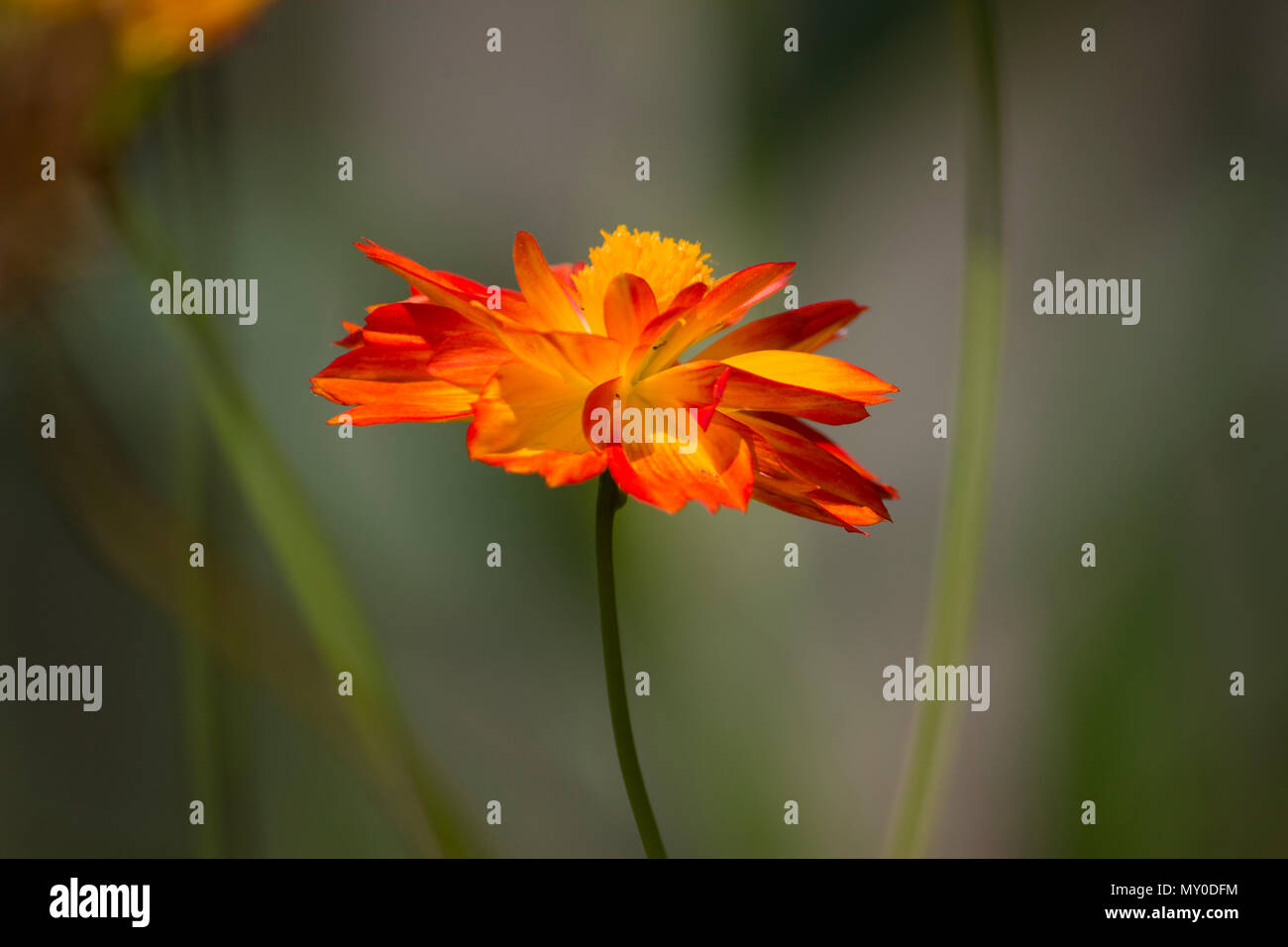French marigold flower hi-res stock photography and images - Alamy