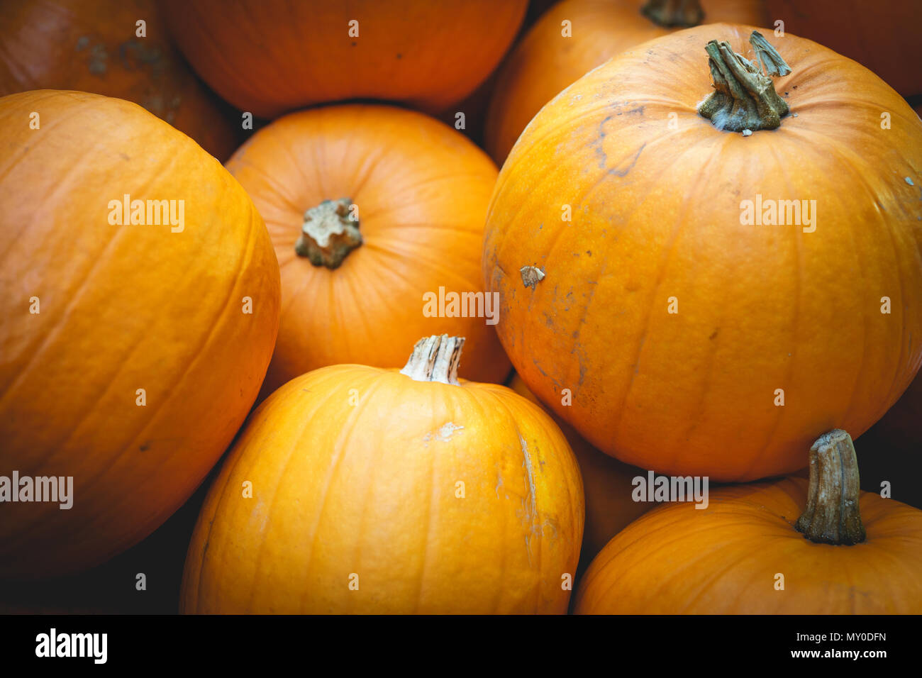 Bunch of orange pumpkins. Vintage look filter. Landscape format Stock ...