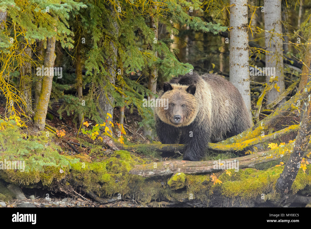 Woodland Predators Stock Photos & Woodland Predators Stock Images - Alamy