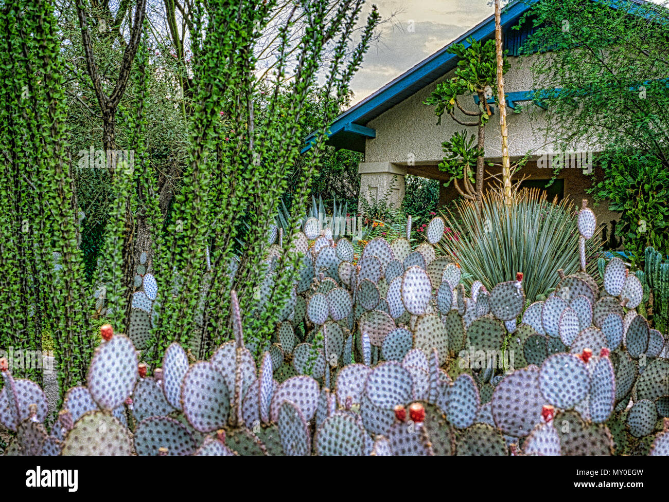 Tucson Cactus House Stock Photo - Alamy