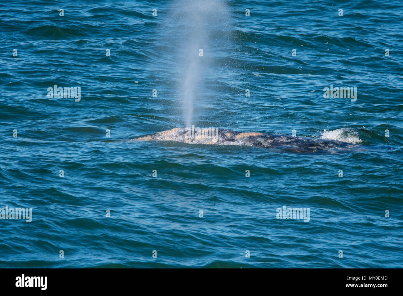 Grey gray whale (Eschrichtius robustus) Spouting in feeding waters ...