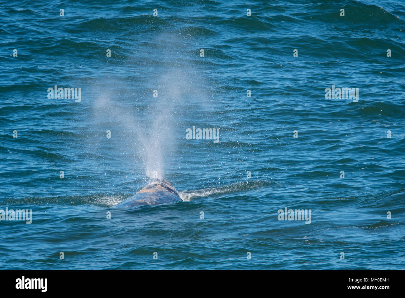 Grey gray whale (Eschrichtius robustus) Spouting in feeding waters ...