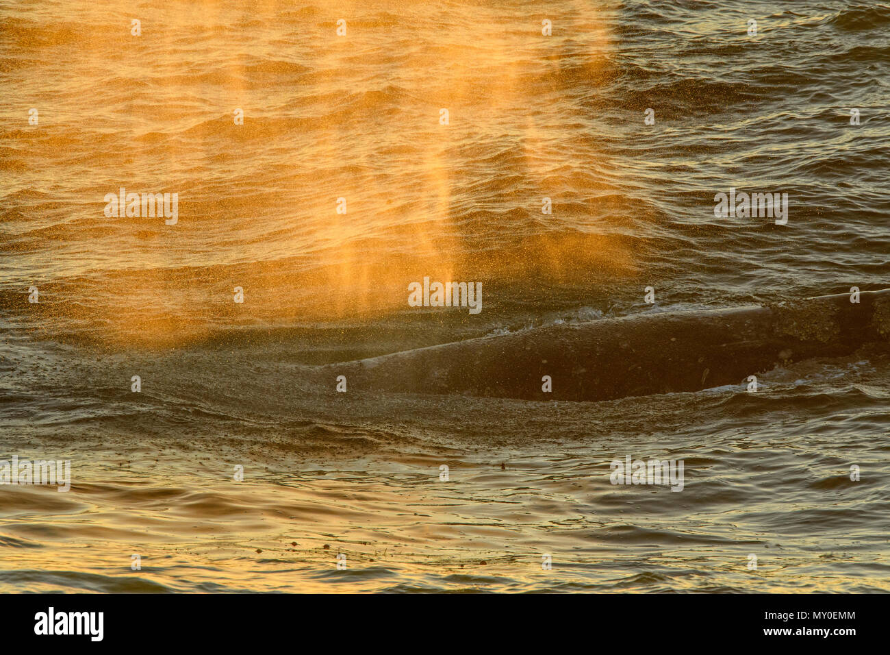 Whales spouting hi-res stock photography and images - Alamy