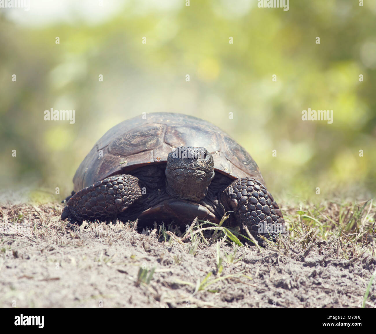 Gopher Tortoise walks towards camera in Florida wetlands Stock Photo ...