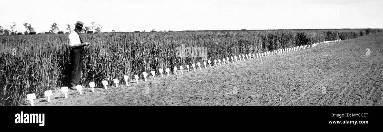 Wheat experiment test plots, State Farm, Roma,, c 1930. Original ...
