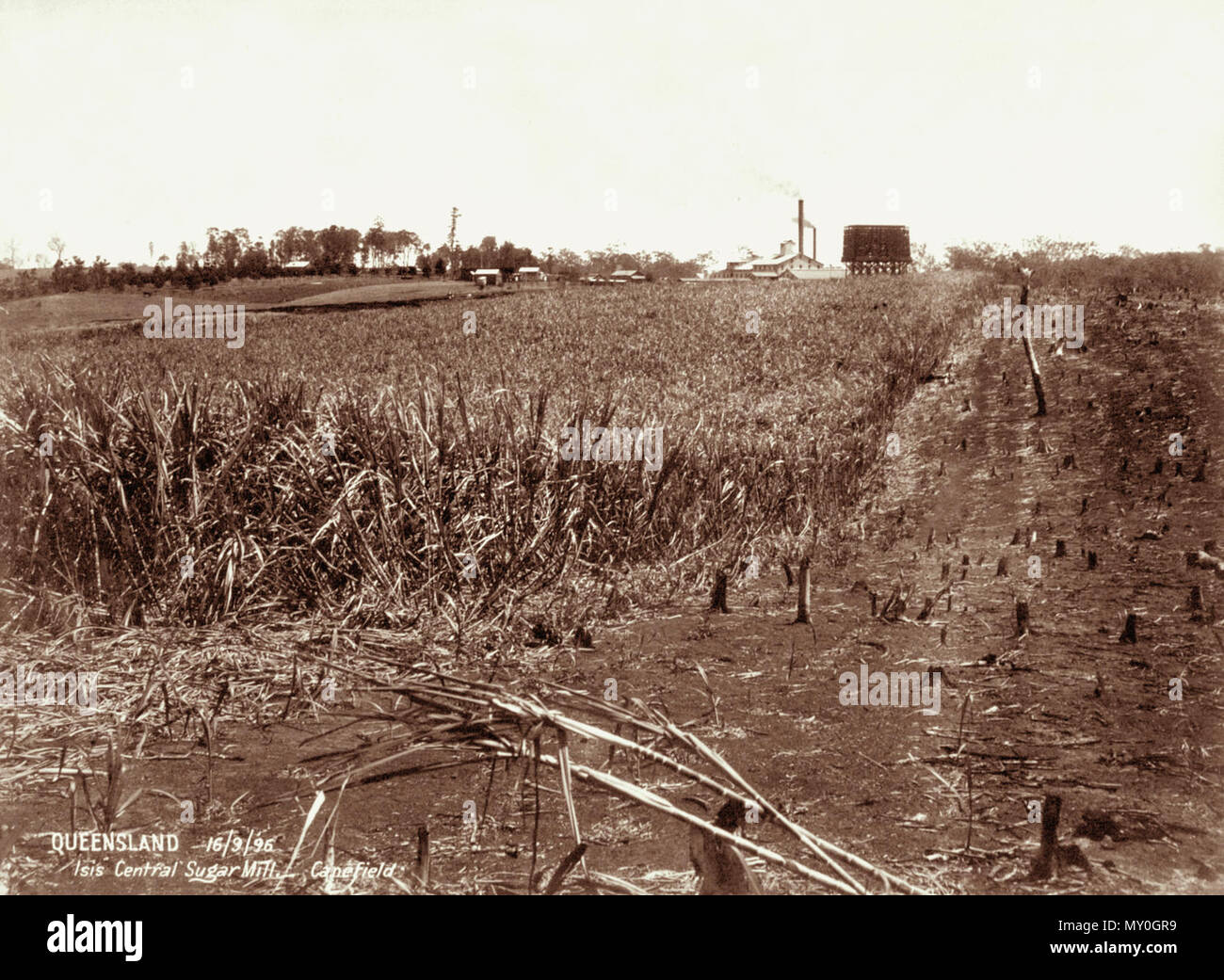 Canefield at Isis Central Sugar Mill, 16 September 1896. Isis Sugar ...