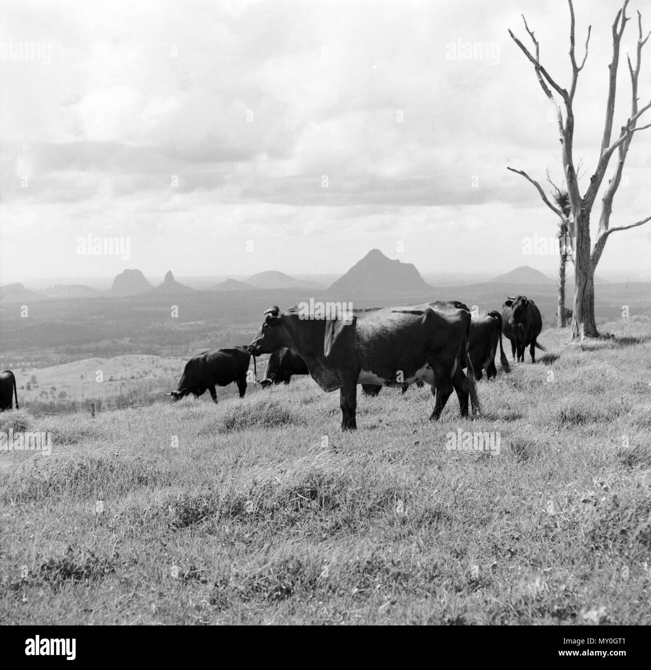 Cattle farm near Glass House Mountains, December 1970 Stock Photo - Alamy