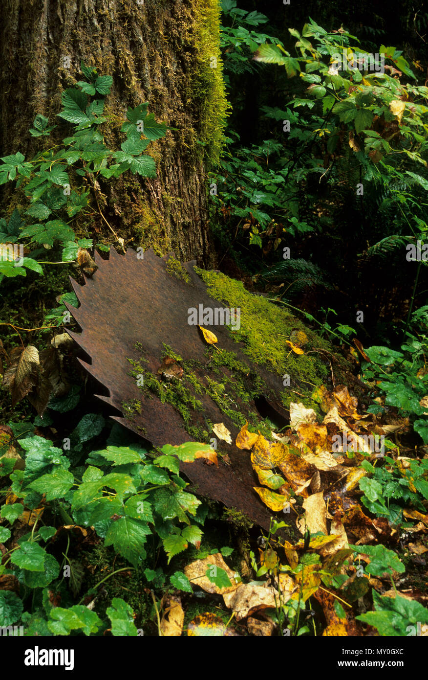 Washington saw - sanybooking