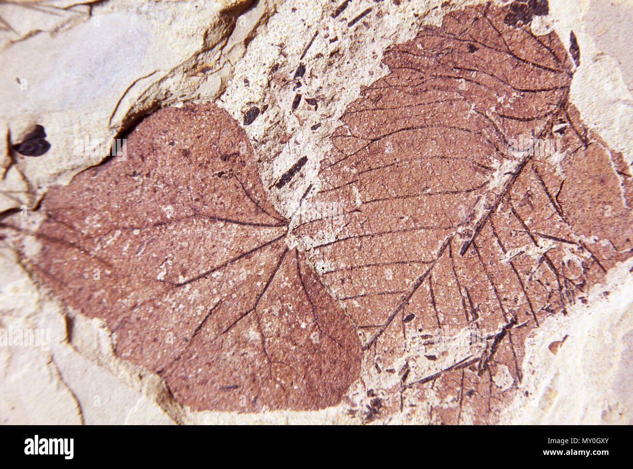 Fossil leaf, Stonerose Interpretive Center and Eocene Fossil Site ...