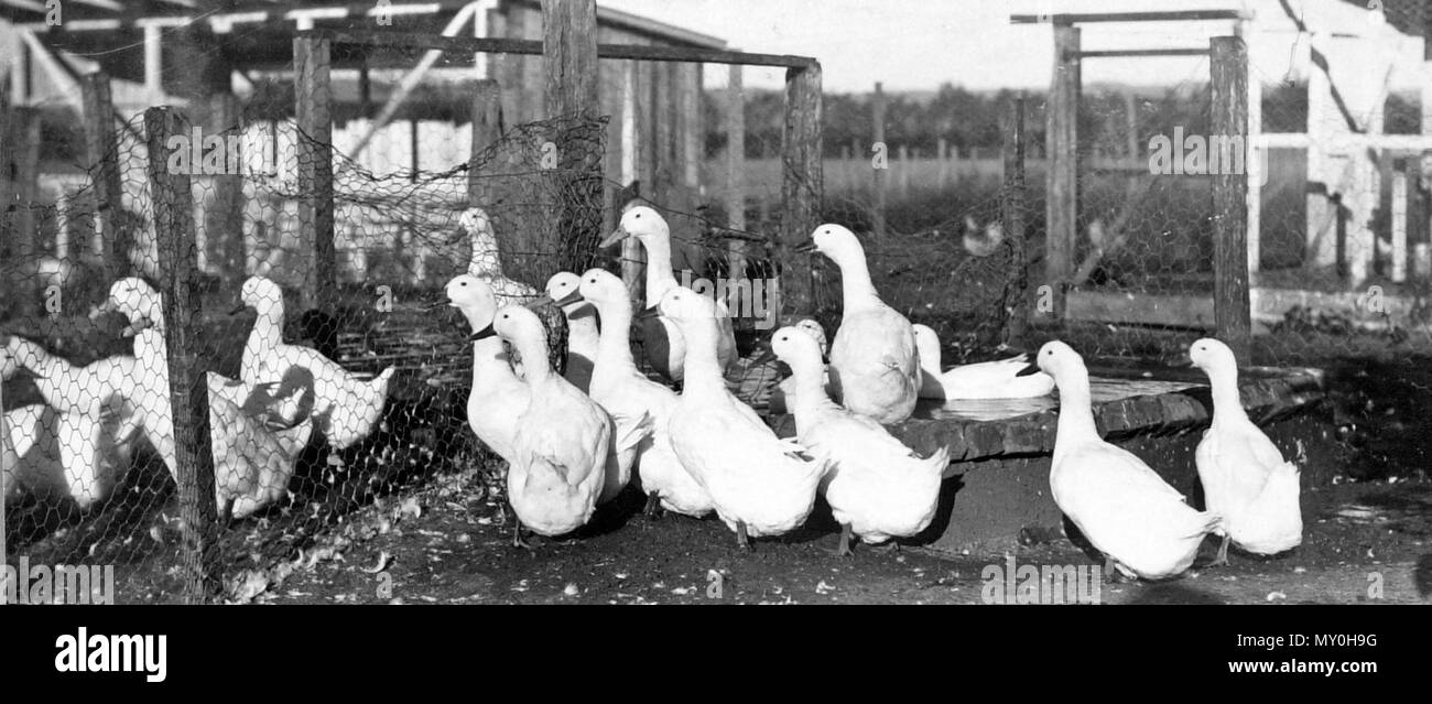 Queensland agricultural college hi-res stock photography and images - Alamy