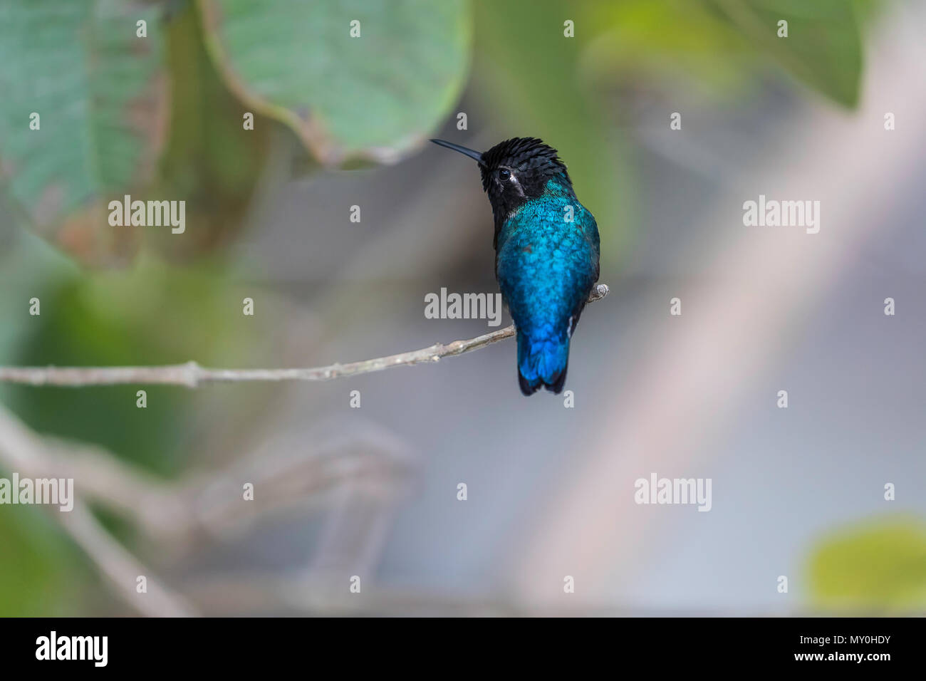 Bee hummingbird hi-res stock photography and images - Alamy