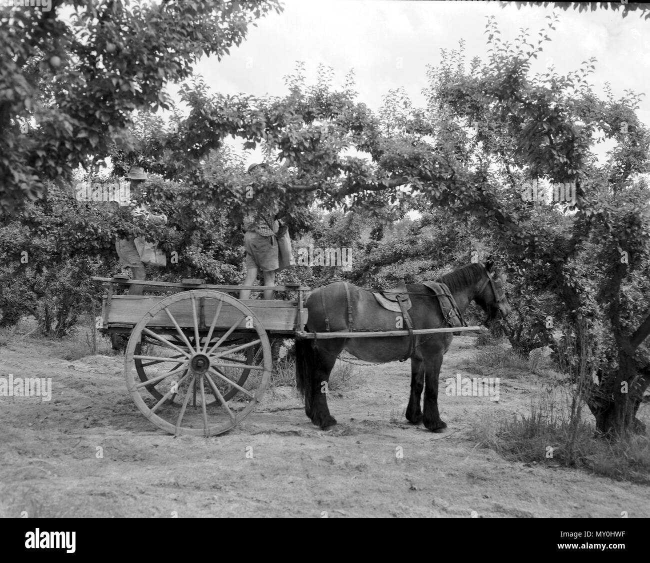 Fruit harvesting, Stanthorpe, 1961. Fruit was first planted at ...