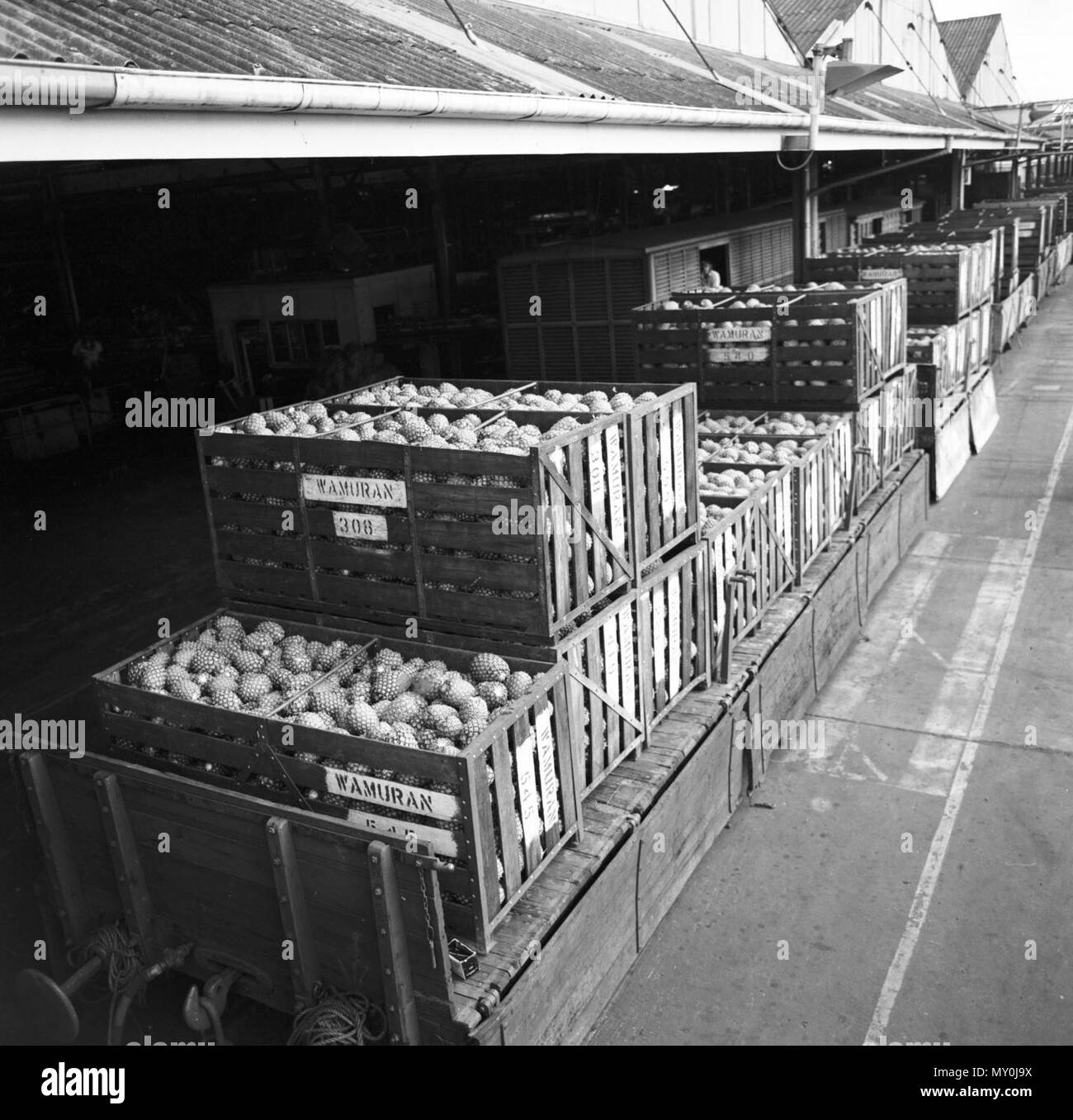 Golden Circle cannery, Northgate, April 1970. The Golden Circle cannery ...