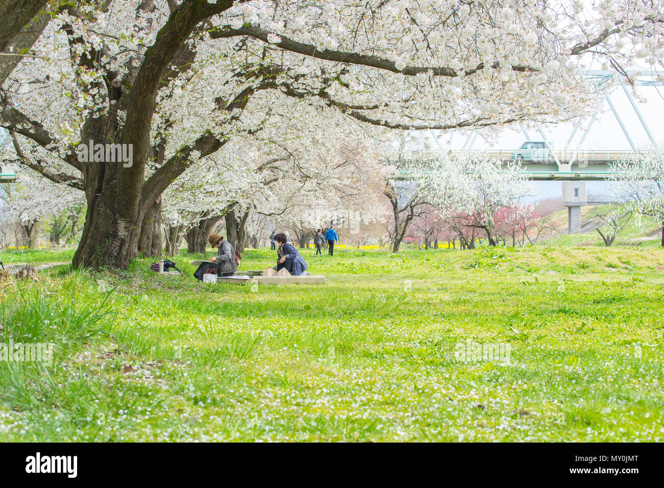 Cherry Blossom tree in Obuse town, Nagano, Japan Stock Photo - Alamy