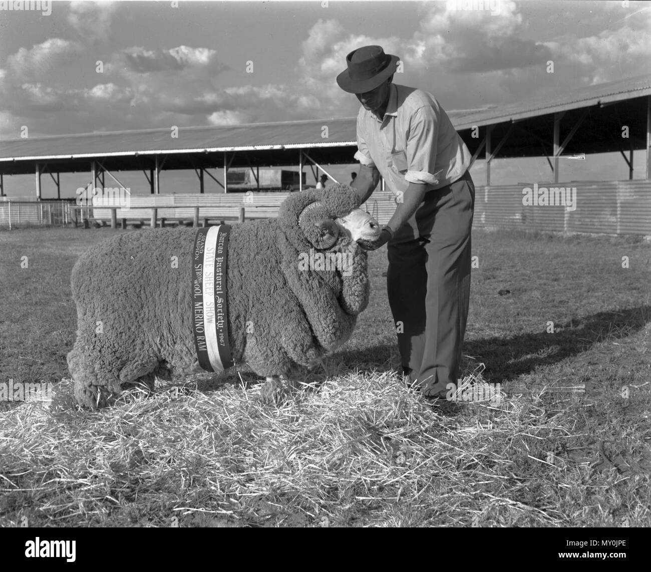 Grand Champion Strong Wool Merino Ram, Blackall, 1967. Grand Champion ...