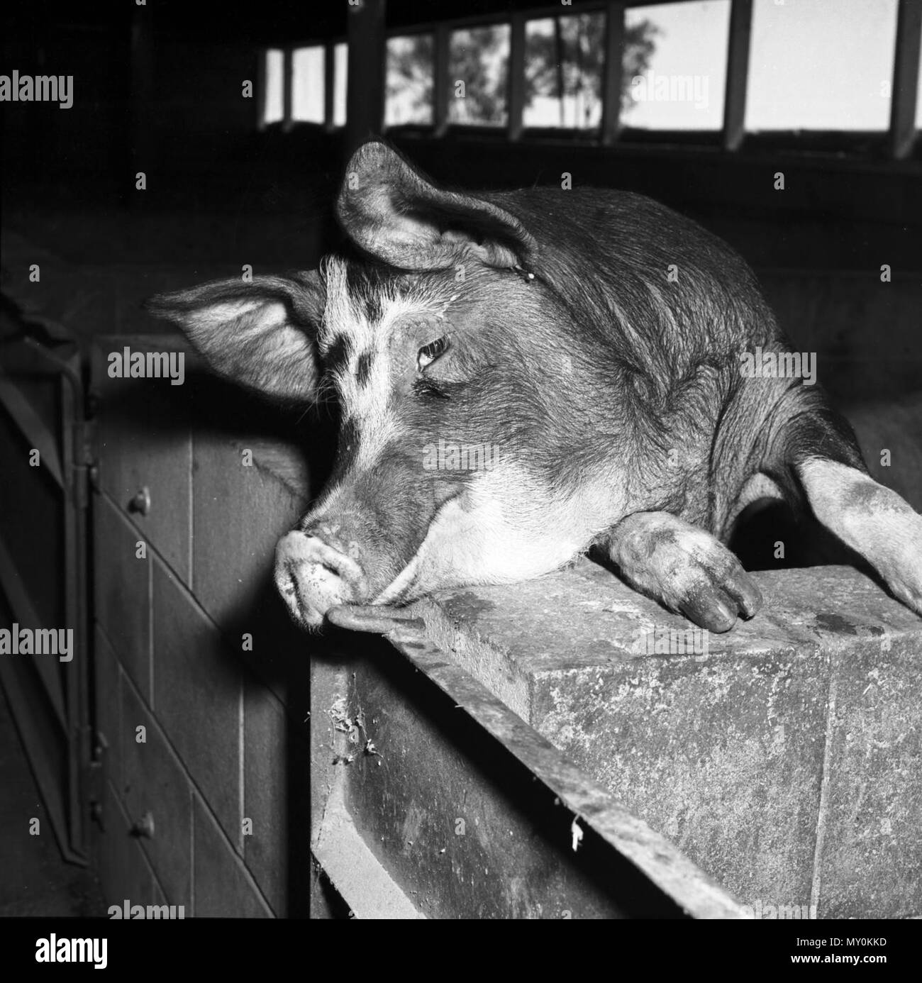 Intensive Minimal Disease Piggery, Queensland Agricultural College ...
