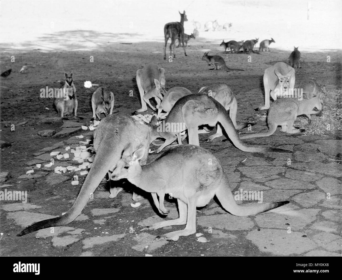 Brisbane city botanic gardens Black and White Stock Photos & Images - Alamy