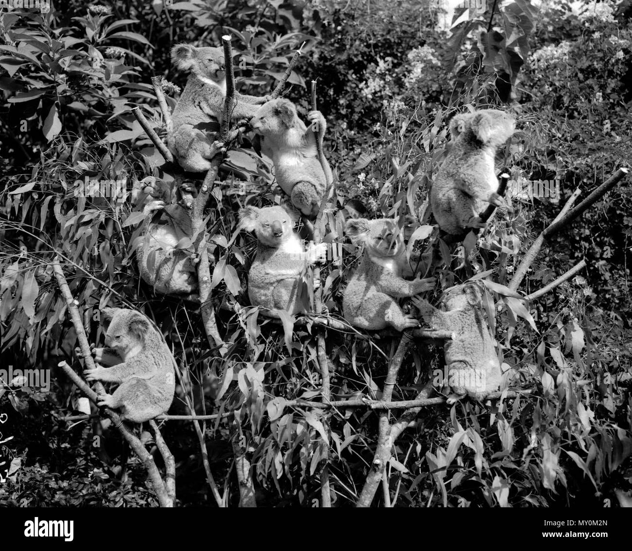 Founded 1962 Black and White Stock Photos & Images - Alamy