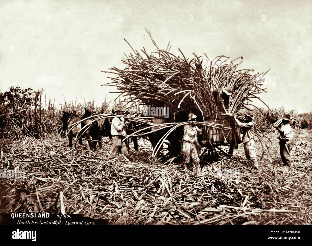 Loading cane in drays at North Isis Sugar Mill, 16. North Isis sugar ...