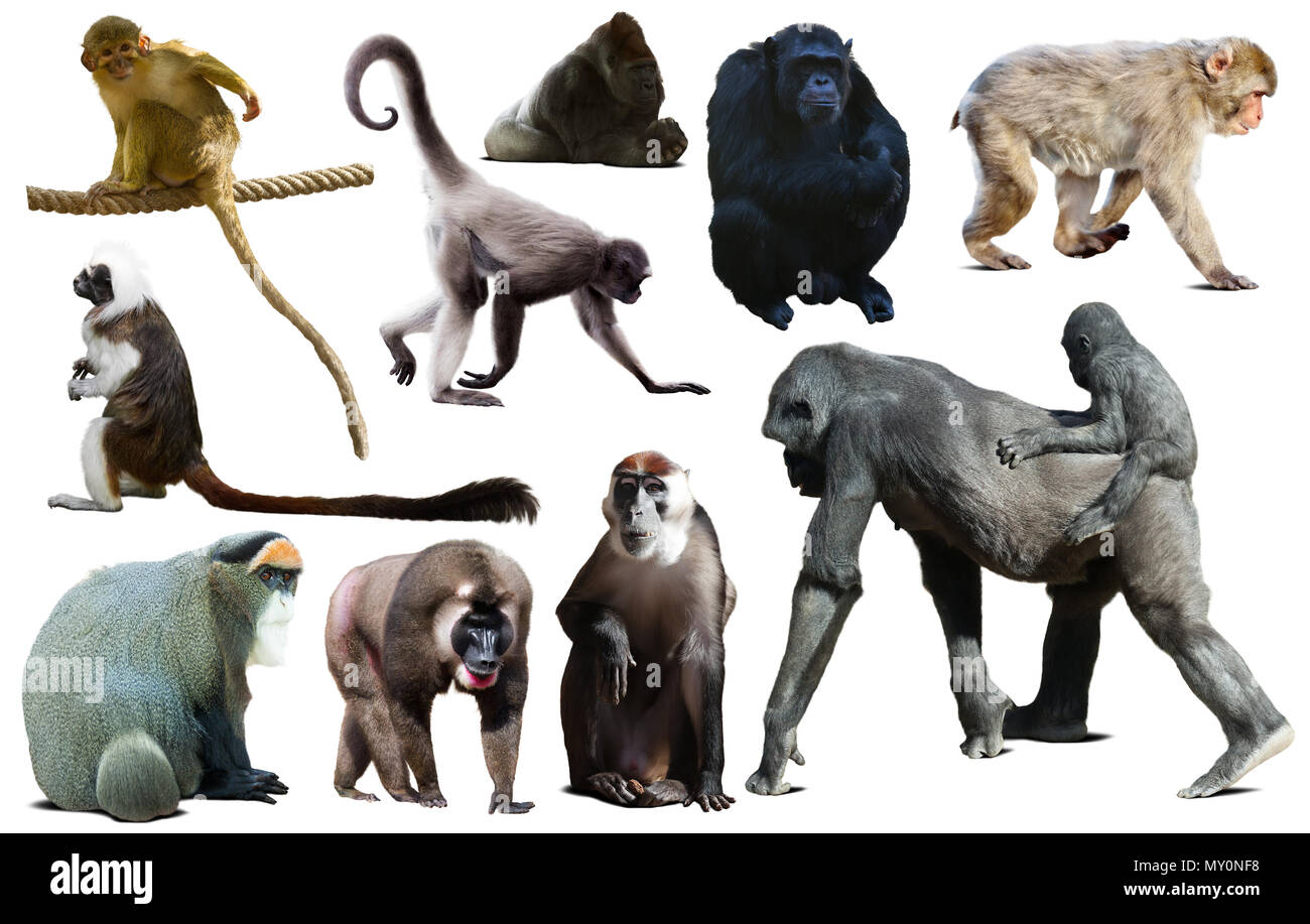 set of primates isolated on white background Stock Photo - Alamy