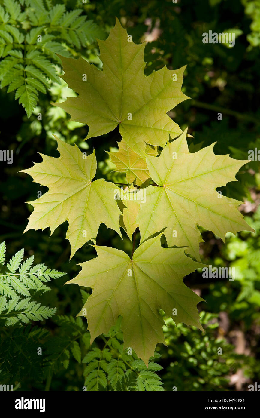 Maple Tree Without Leaves