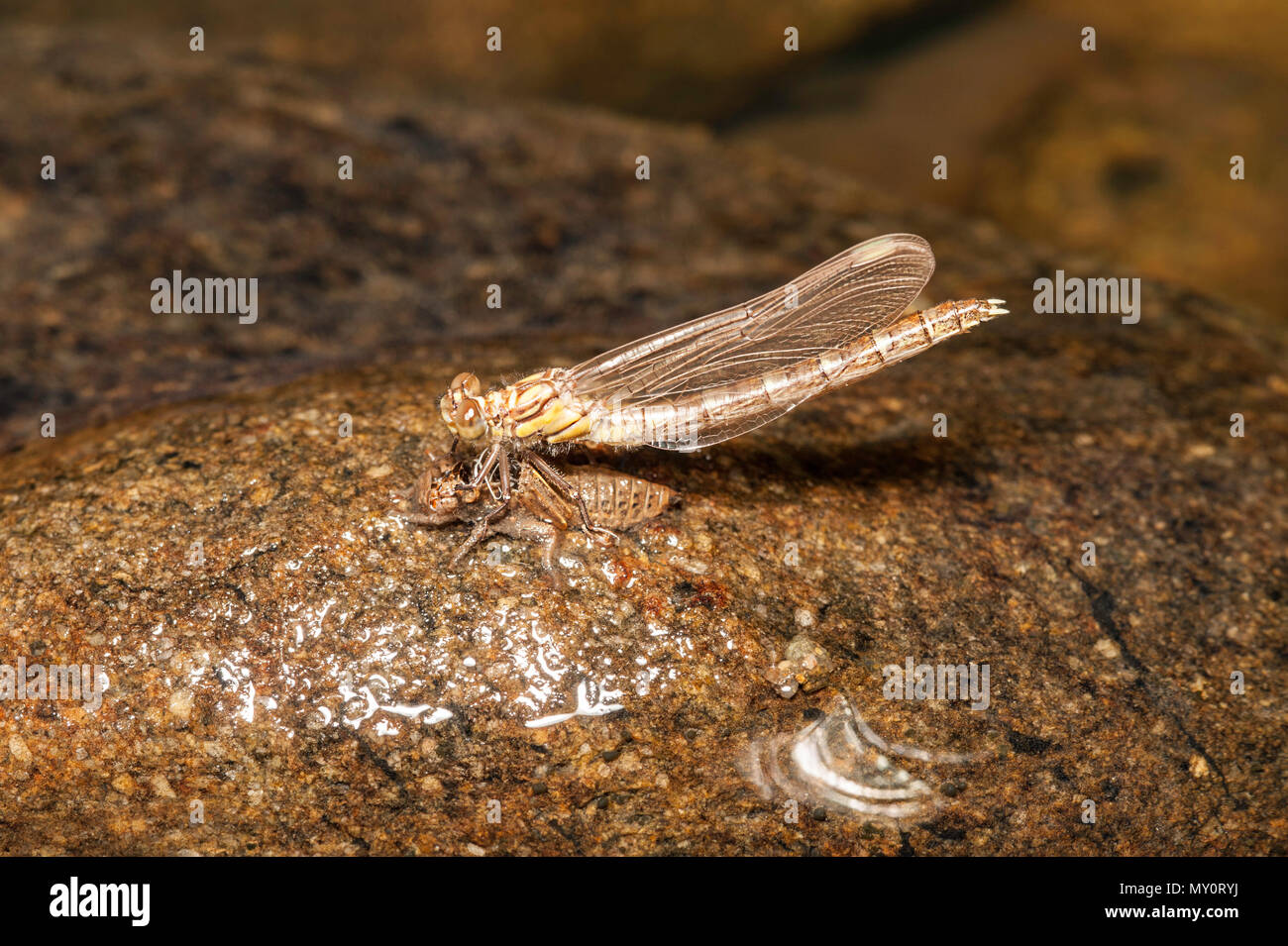 Naiad nymph hi-res stock photography and images - Alamy