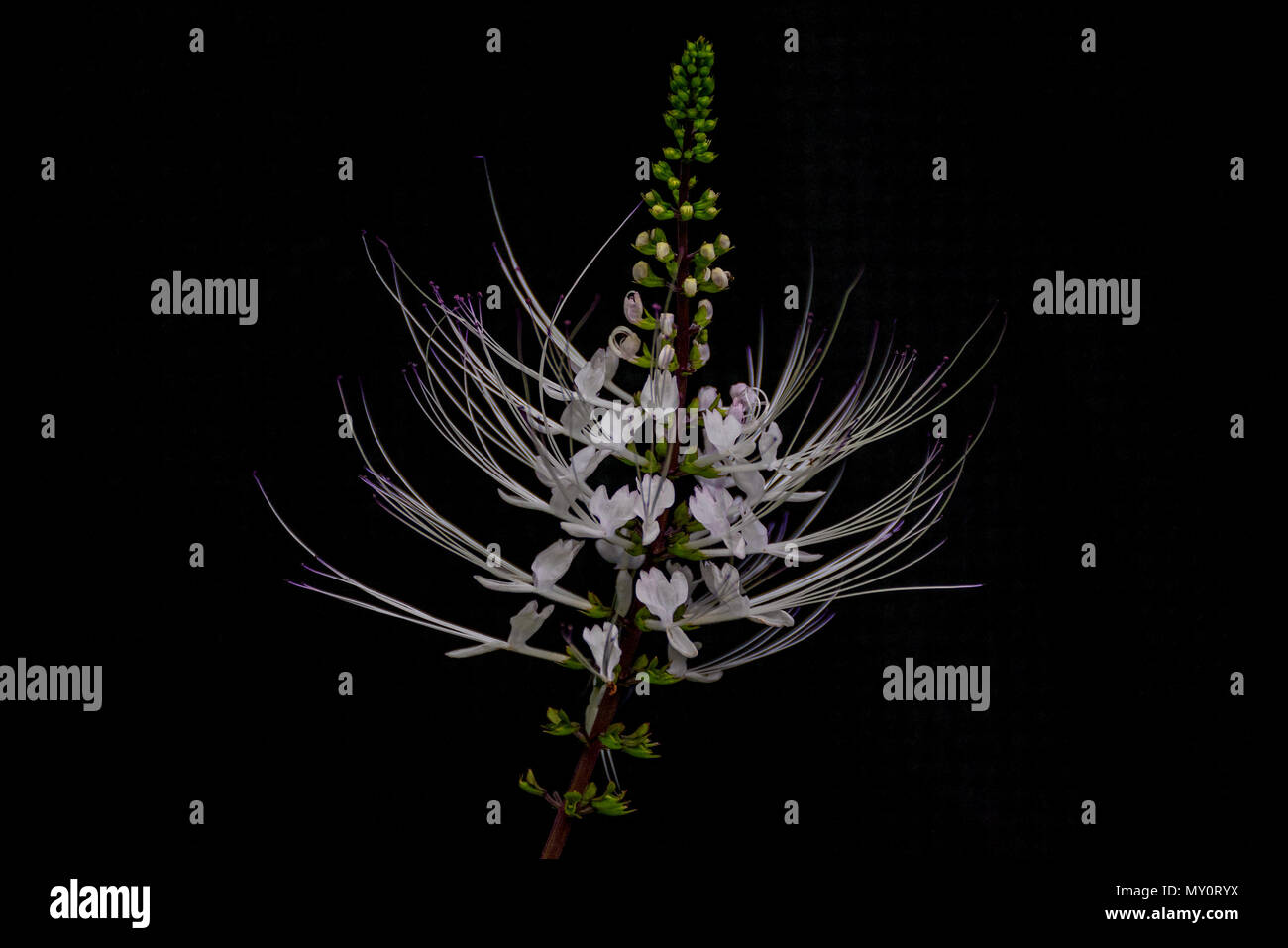 Abstract soft blurred and soft focus of Java tea, Kidney tea plant,Catâ ...