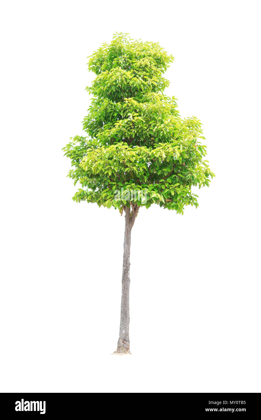 Closeup Bullet Wood (Mimusops elengi Linn) Tree isolated on white ...