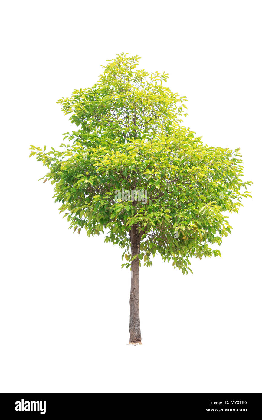 Closeup Bullet Wood (Mimusops elengi Linn) Tree isolated on white ...
