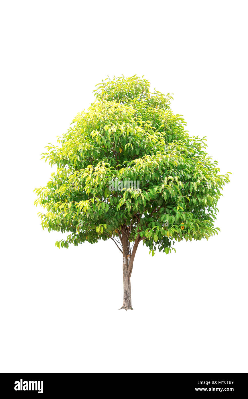 Bullet tree hi-res stock photography and images - Alamy