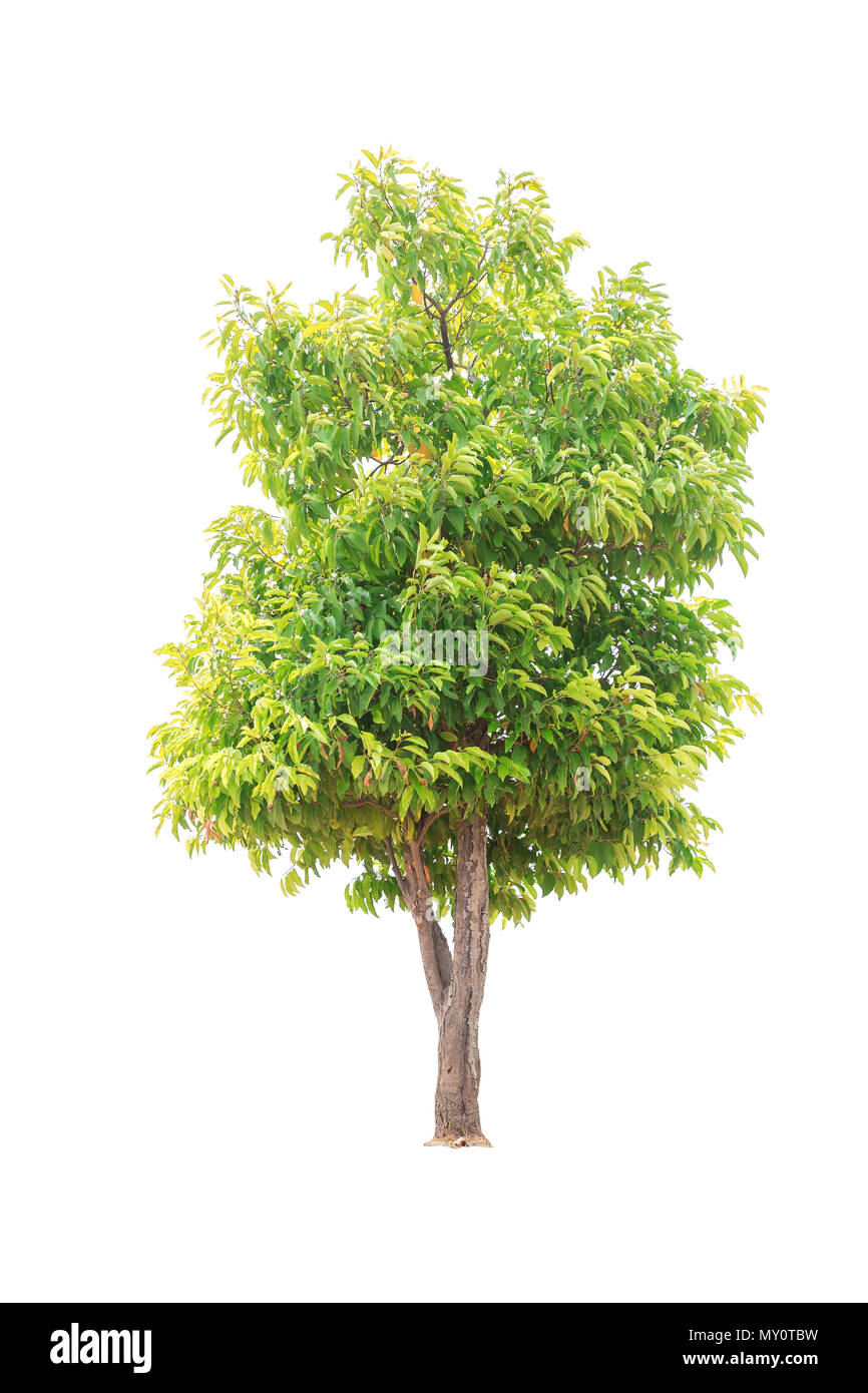 Closeup Bullet Wood (Mimusops elengi Linn) Tree isolated on white ...