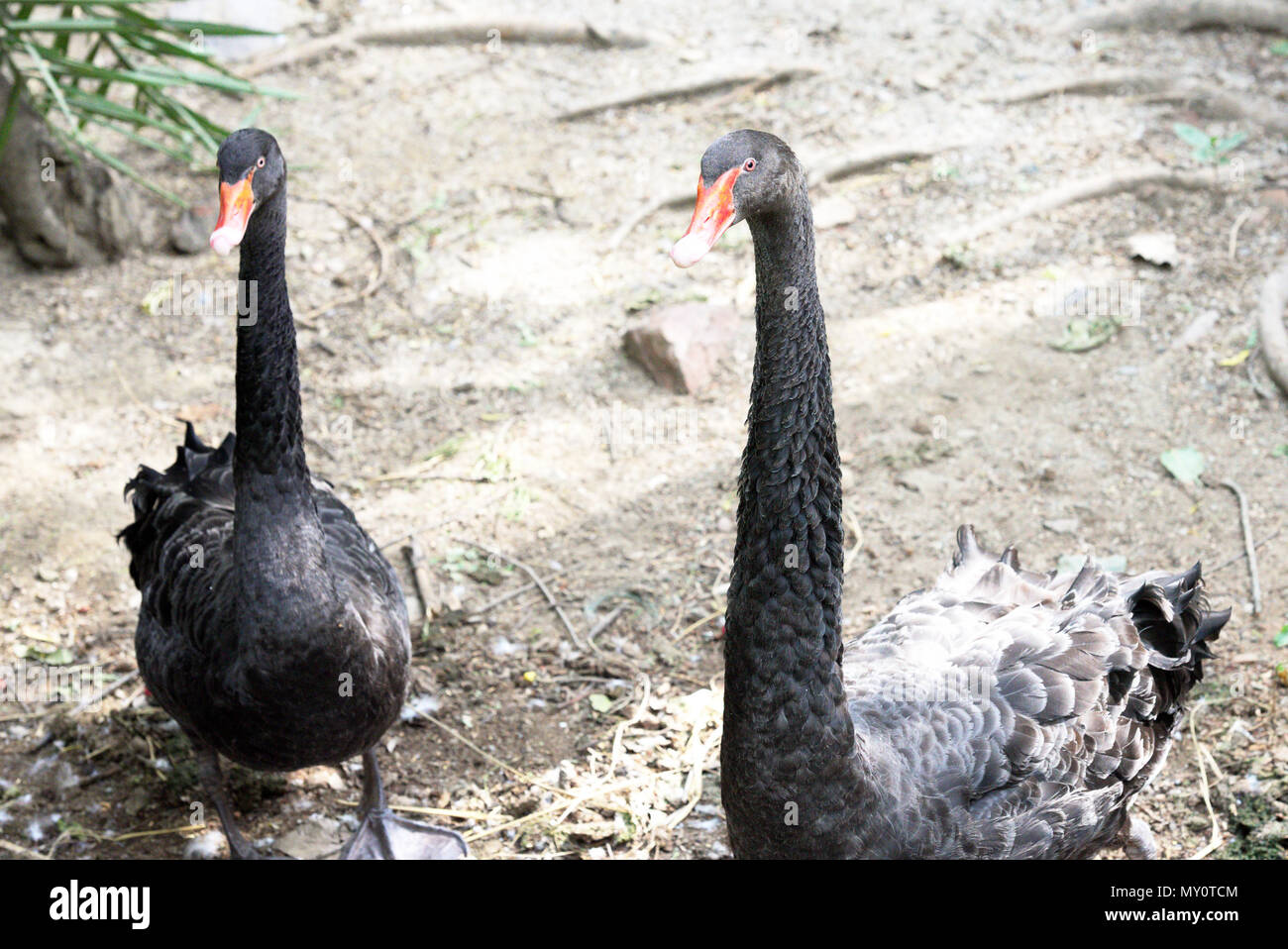 India swan bird hi-res stock photography and images - Alamy