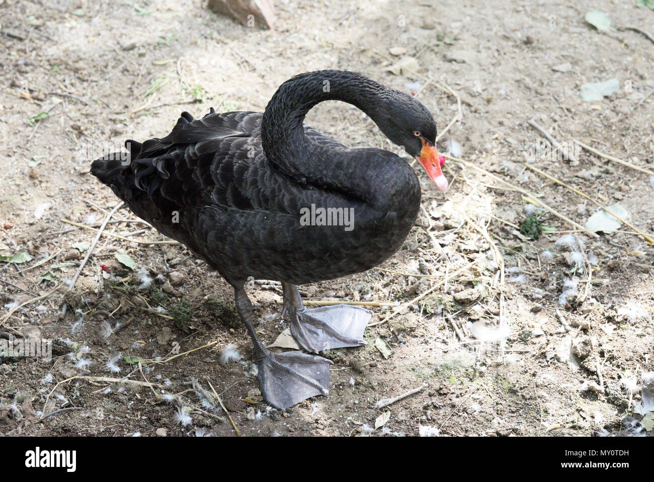 Swan bird india hi-res stock photography and images - Alamy