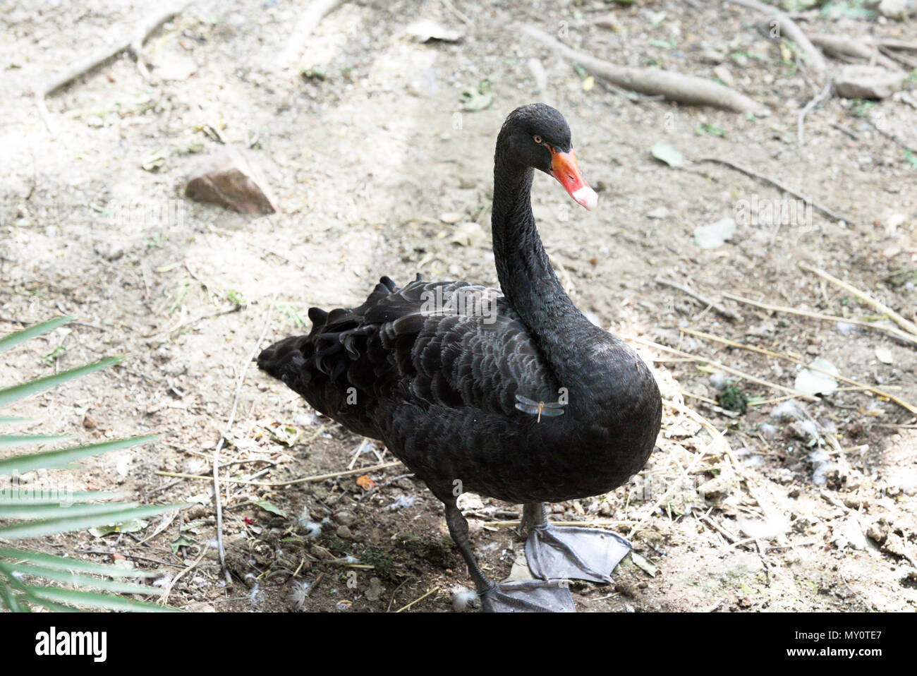 India swan bird hi-res stock photography and images - Alamy