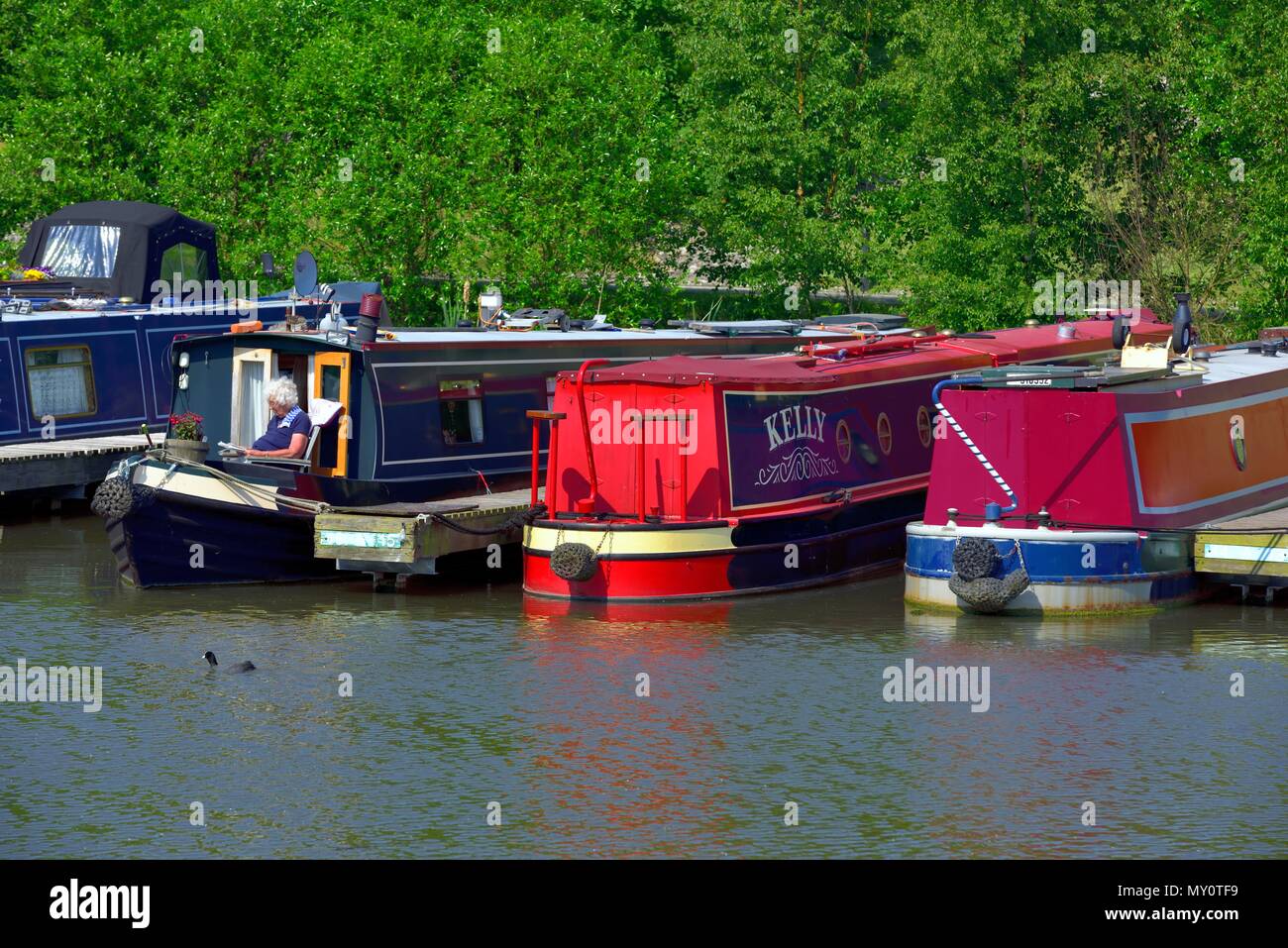Elderly senior lady reading on a moored canal boat, Mercia Marina ...
