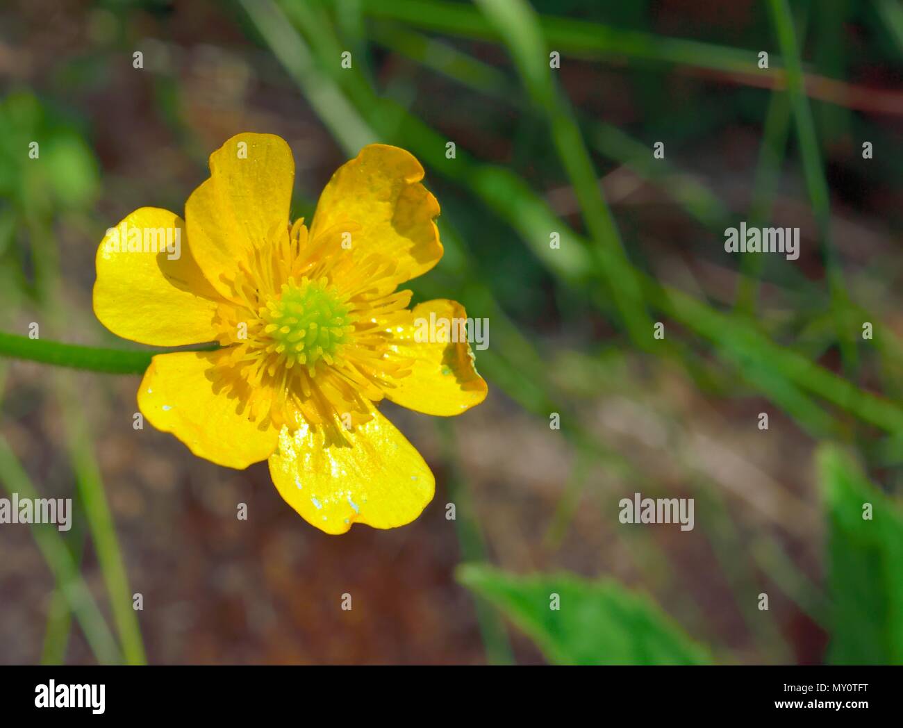Meadow Buttercup Ranunculus acris Stock Photo - Alamy