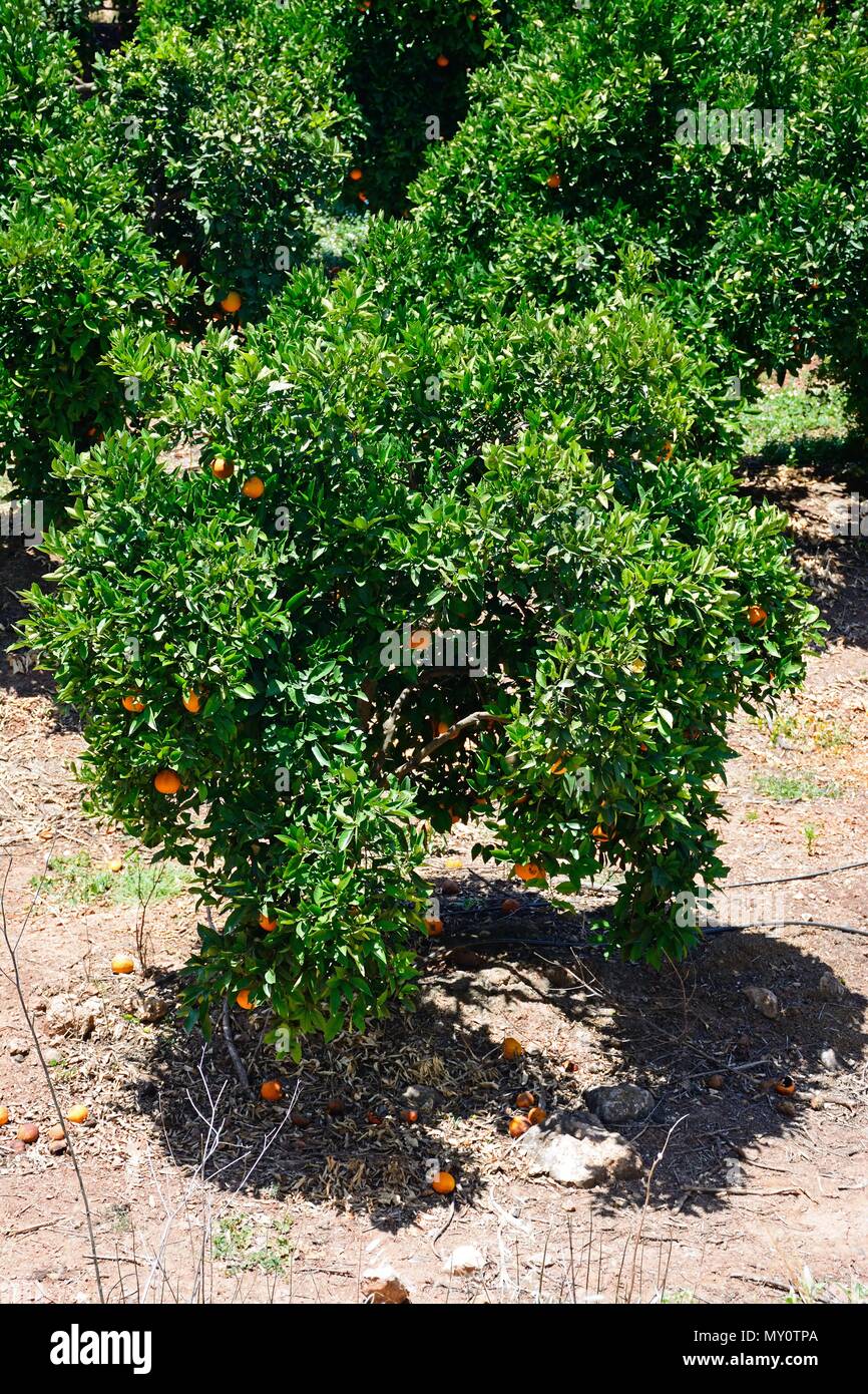 Portuguese fruit trees hi-res stock photography and images - Alamy