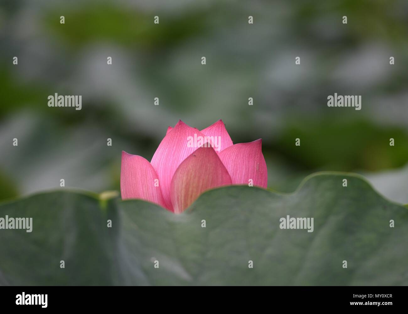 June 5, 2018 - Huai'An, Huai'an, China - Huai'an, CHINA-5th June 2018 ...