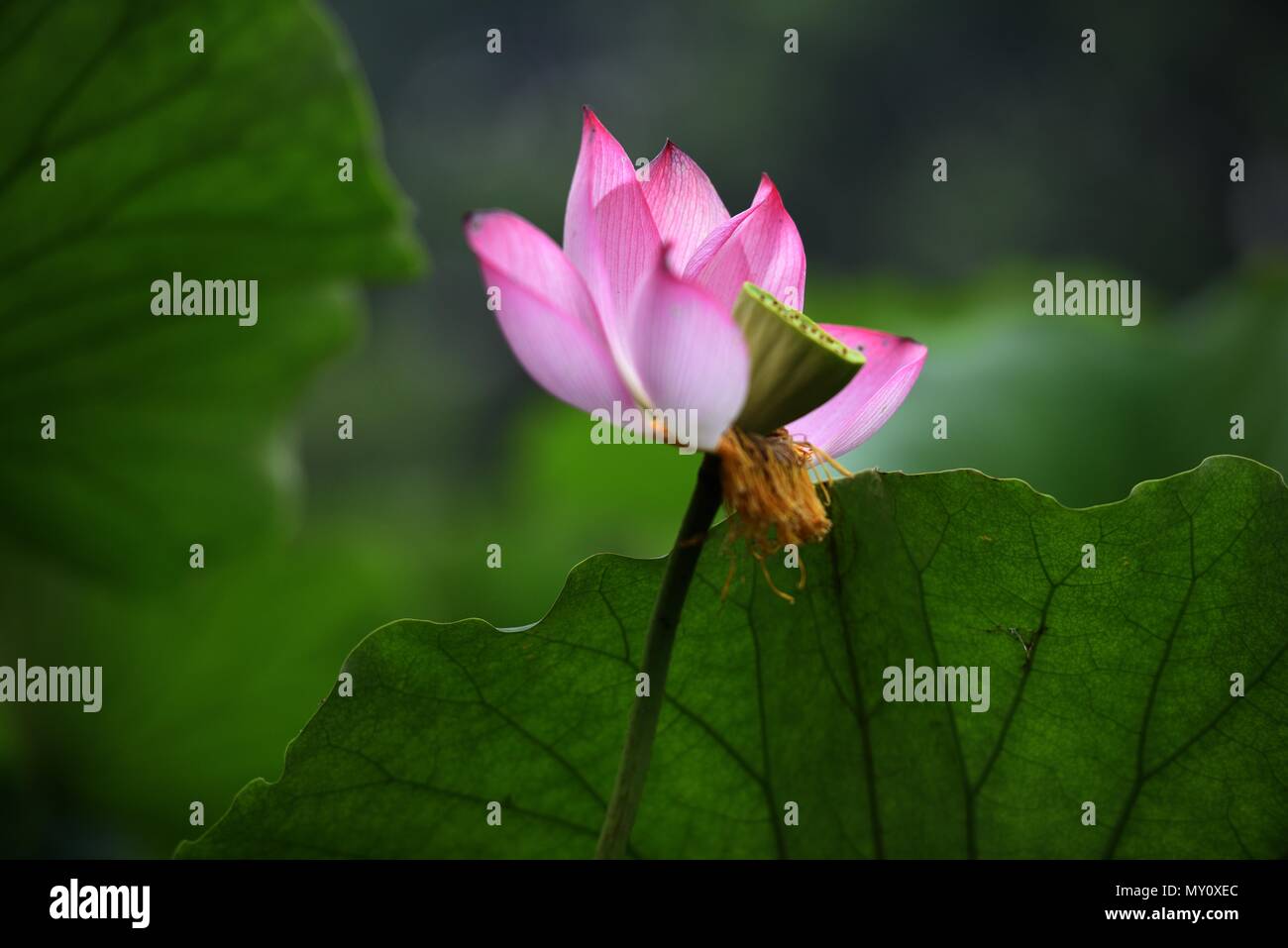 June 5, 2018 - Huai'An, Huai'an, China - Huai'an, CHINA-5th June 2018 ...