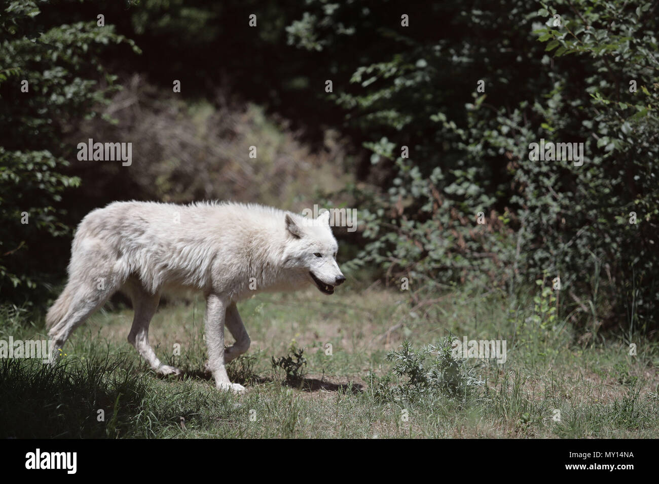 Arcturos sanctuary wolf hi-res stock photography and images - Alamy