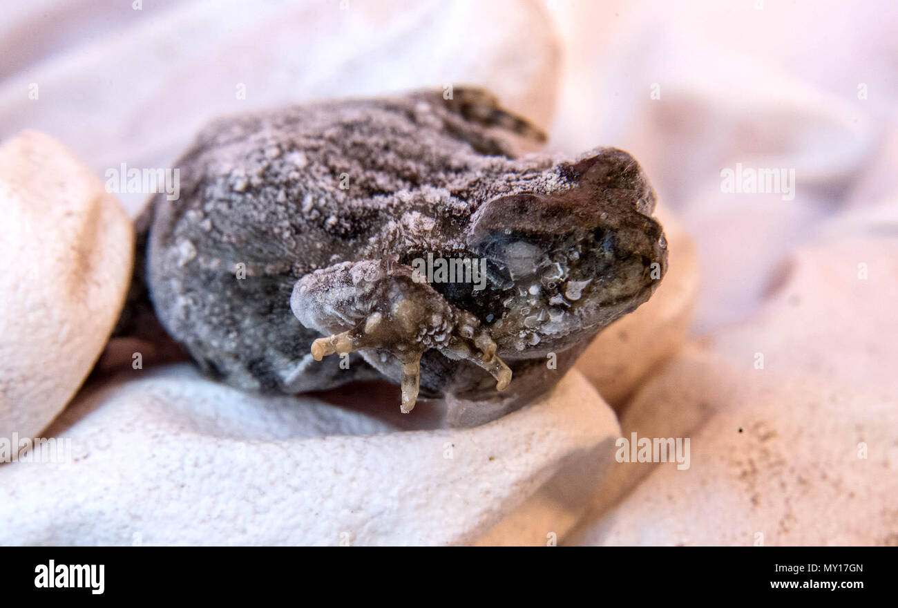 Baby toads hi-res stock photography and images - Alamy